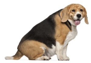 Risikofaktor Übergewicht: Dicker Hund - was tun? clean-feeding.de