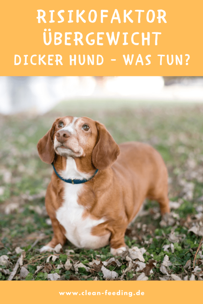 Risikofaktor Übergewicht: Dicker Hund - was tun? clean-feeding.de